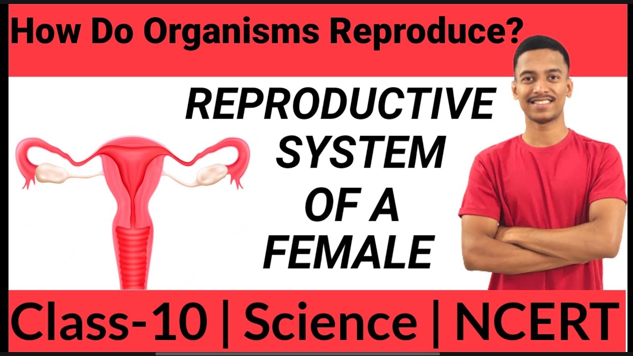 Female Reproductive System| #science #class10 #howdoorganismsreproduce ...
