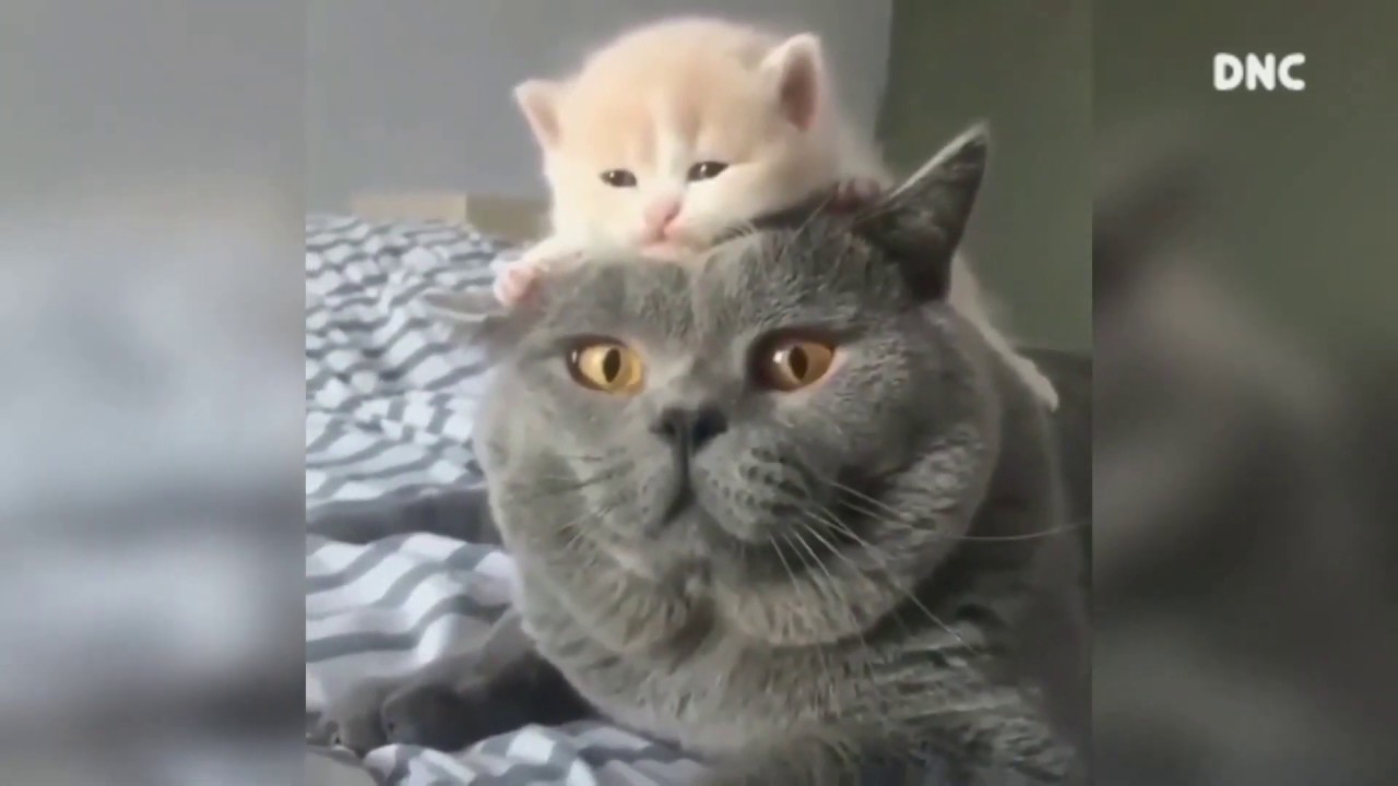 Kucing lucu Salto Funny Cat Roll over - YouTube