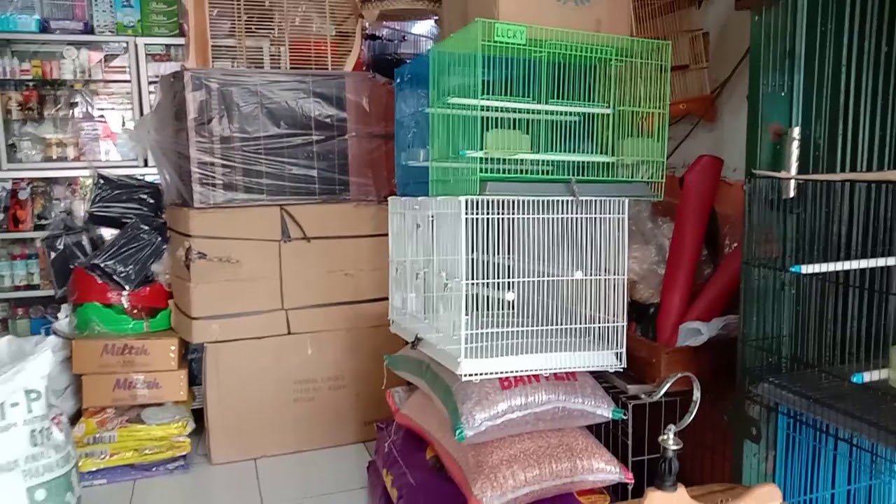 TRIK BUKA TOKO BURUNG part#1 - YouTube