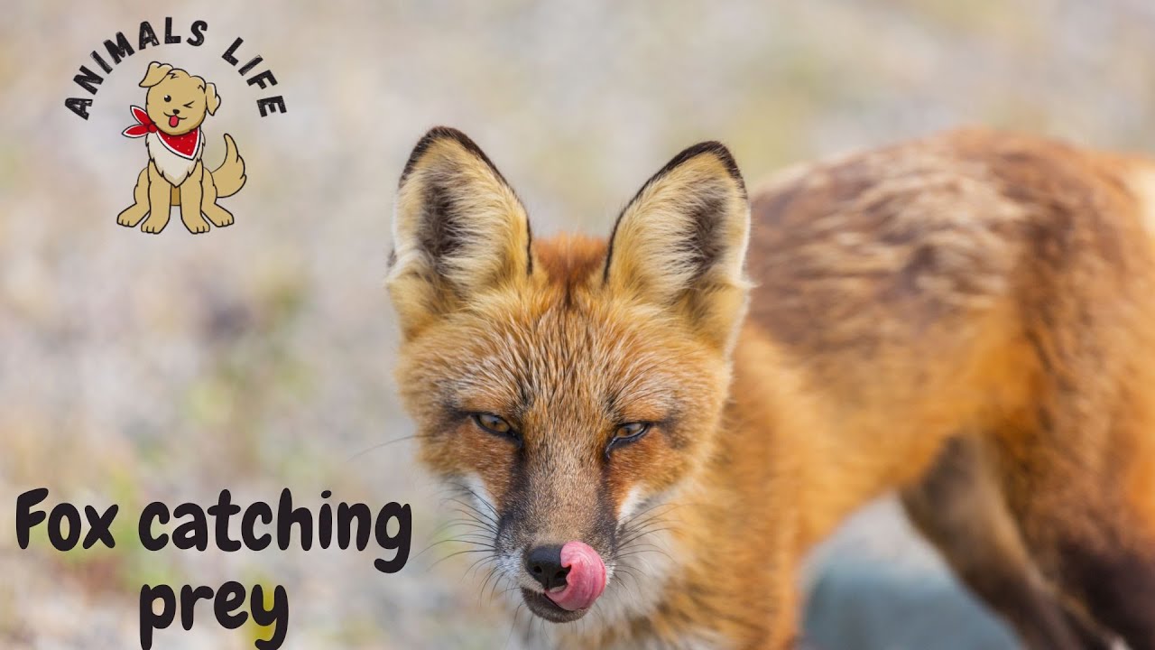 fox catching prey - YouTube