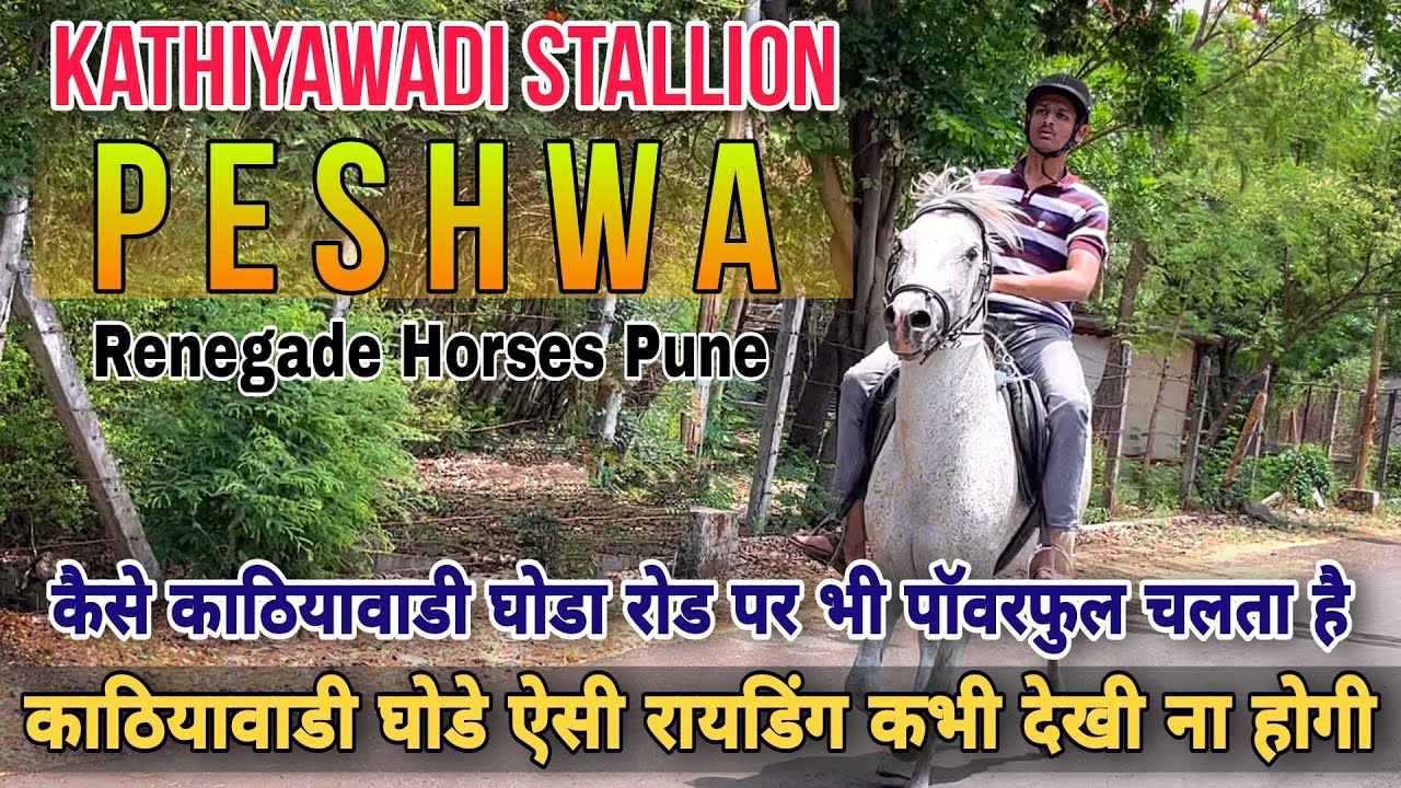 Horse Riding With Kathiyawadi Stallion Peshwa | Rider Yashraj Andhare ...