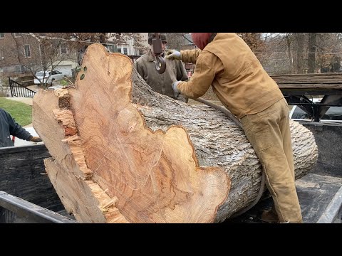 What Does American Elm Lumber Look Like? Salvaging Logs From A Big Tree ...