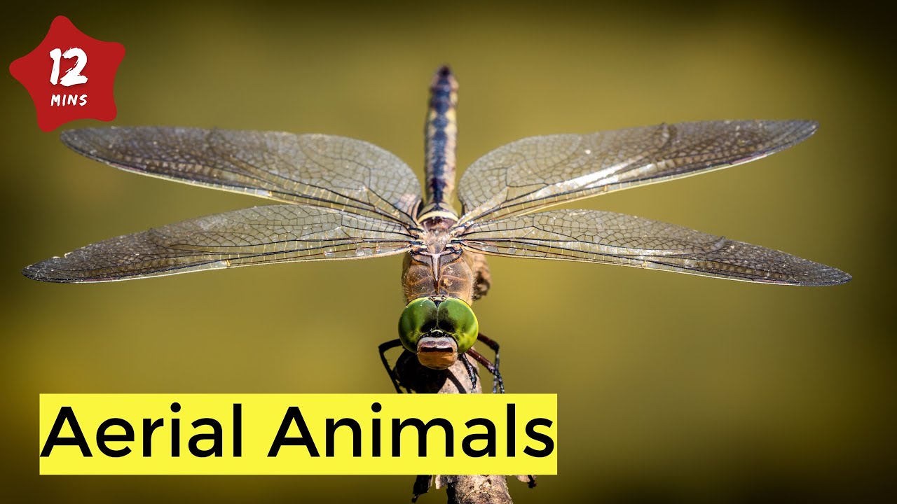 Aerial Animals (Kids) - YouTube