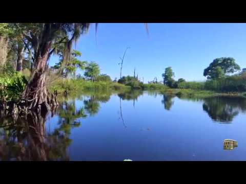 Cane Bayou, Fontainebleau State Park - YouTube