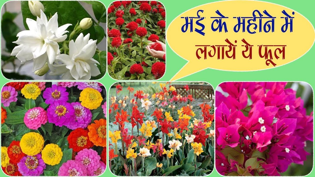 मई के महीने में लगायें ये फूल || May Flower || Best List Of May Flower ...