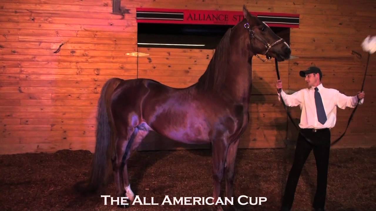 Copper Coins Contender ~ 2013 All American Cup Stallion Tour - YouTube