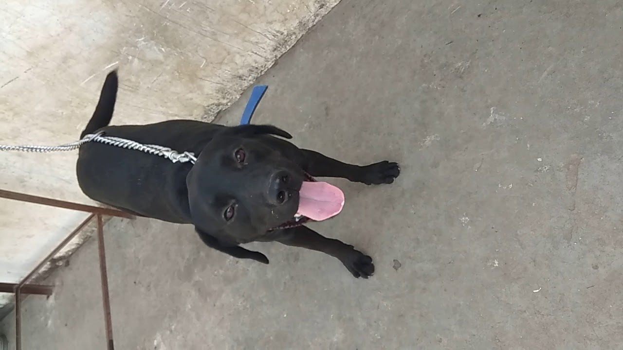 Labrador barking - YouTube