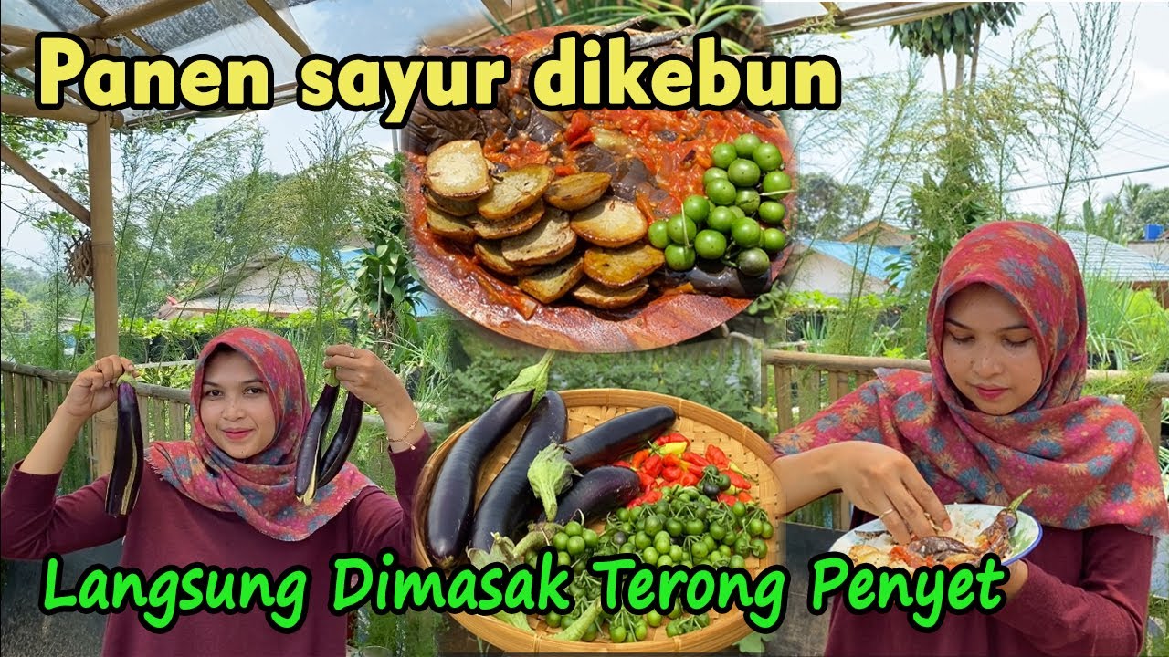 Panen Terong, Cabe Rawit, lenca ‼️ Membuat Sambel Terong Penyet ...