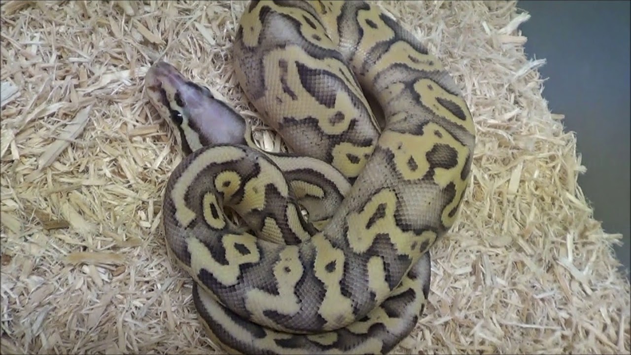 1 2018 Female Super Fire Fly DH Hypo Clown Ball Python - YouTube