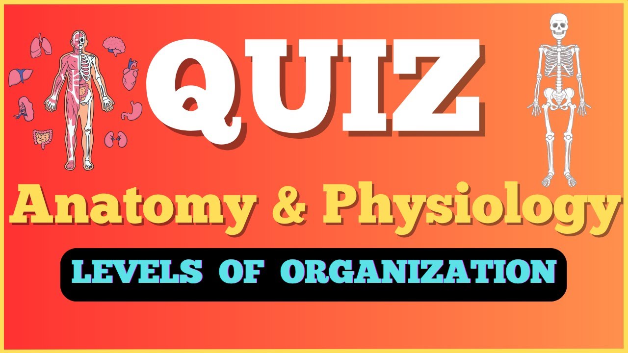 Can You Pass This Anatomy Quiz | Multiple Choice Q | Levels of ...