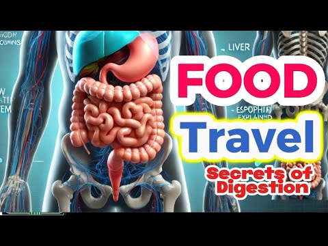 "How the Digestive System Works: A Step-by-Step Guide to Human ...