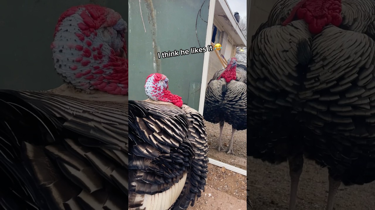That’s one handsome turkey! - YouTube