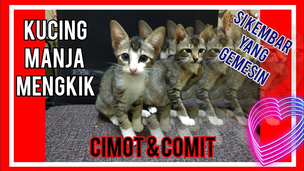 Cute cat Manja dan mengkek - YouTube