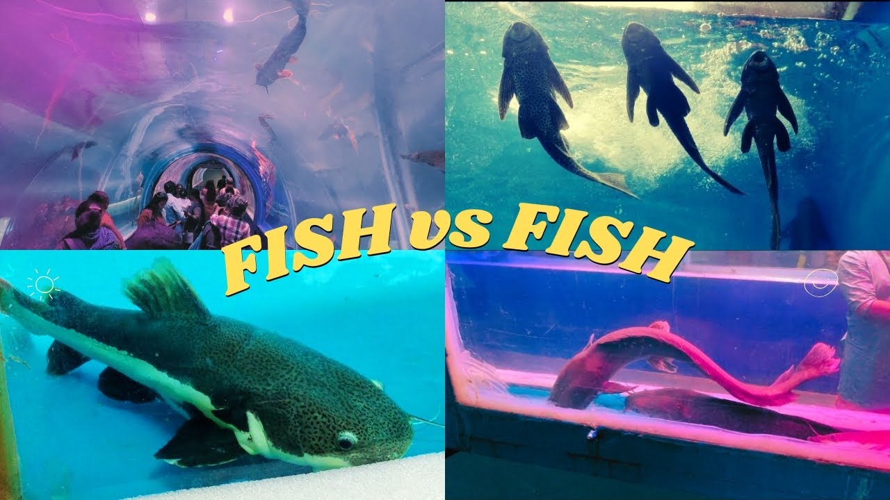 బలే వుండాయి న చేపలు - Amazing Fish Aquarium tunnel show #fish # ...
