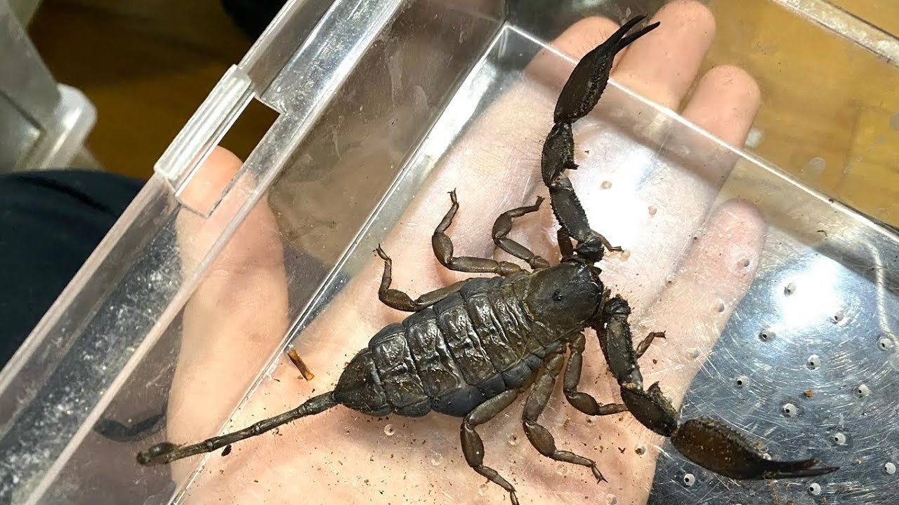 Scorpion intimidation (Hadogenes granulatus) - YouTube