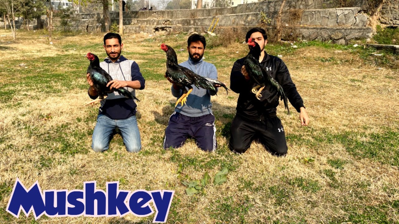 Beautiful Mushka (Black) Roosters - YouTube