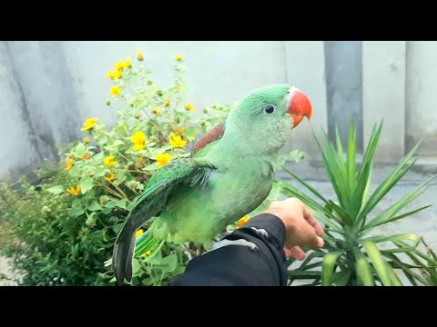Hand Tame Baby Alexander Parrot | Natural Voice of Cute green Ringneck ...
