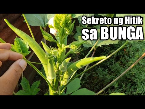 PAANO MAGTANIM NG OKRA AT PARAMIHIN ANG BUNGA - YouTube