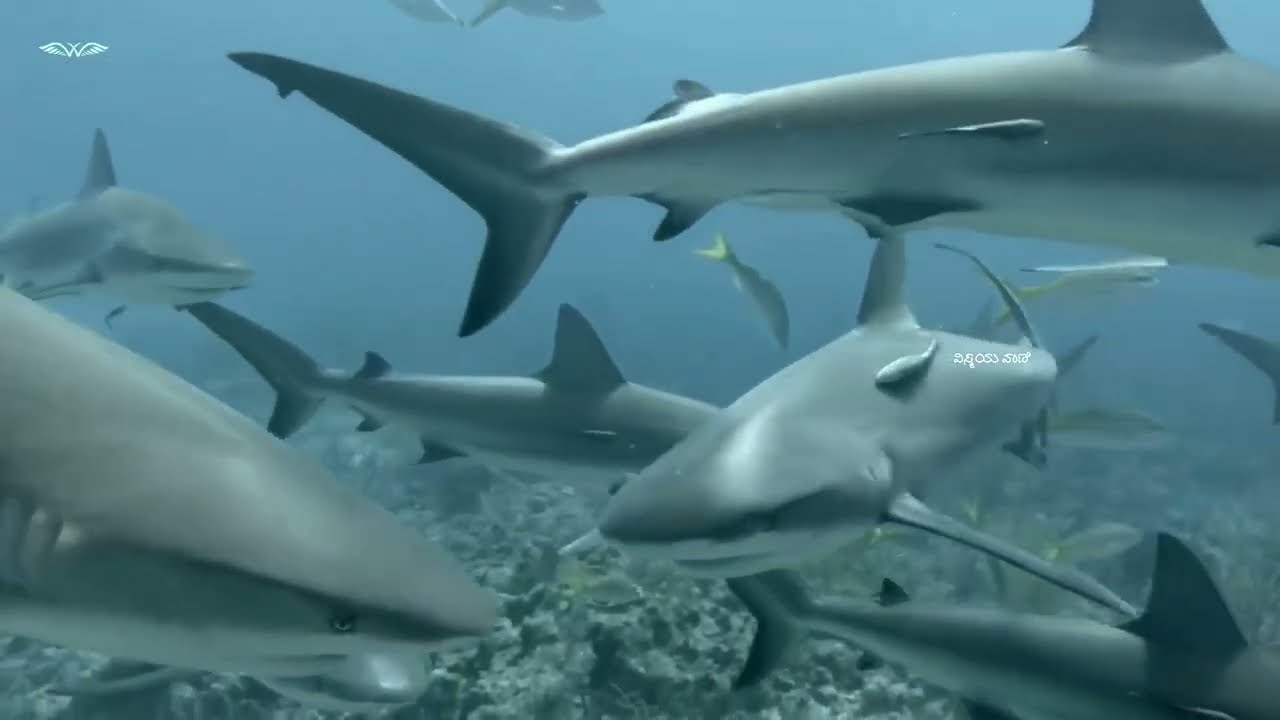 6 Strange Things Found in Ocean | Strange Creatures Found by Deep Sea ...