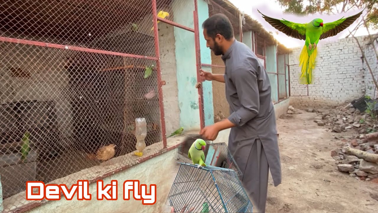 1 Saal bad Devil parrot ki free flying - YouTube