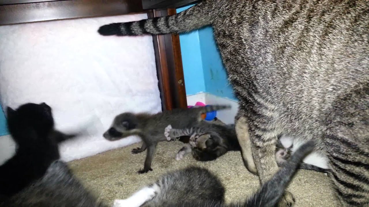 Raccoon and kitten cuteness.. - YouTube