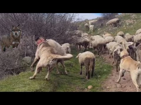 ÇOBANIN ÇAPAR KANGALLARI KURDUN PEŞİNDE !! KISA BELGESEL