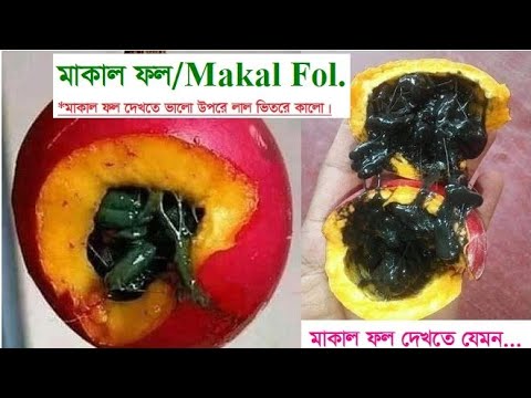 Makal Fol।।মাকাল ফল।।Colocynth।। মহাকাল ফল।।মাকাল ফলের ভেষজ গুণ।।makal ...