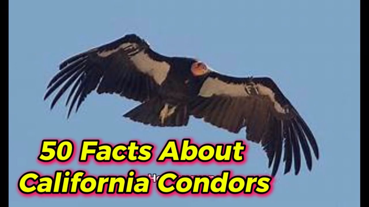 50 facts about California condors birds 🦅. - YouTube