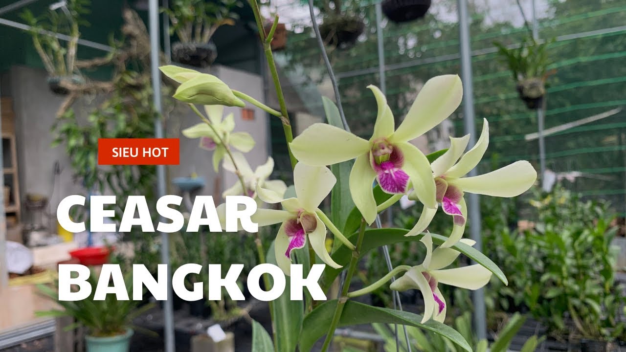 Siêu hot hoa Lan Ceasar Bangkok quá thơm live 27-9 - YouTube