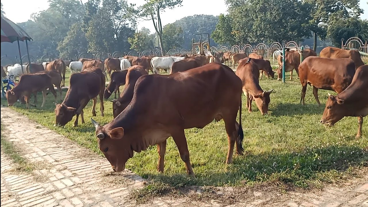 Cow videos | cow grazing | cow sound | cattle farming video | @Aaamvlog ...