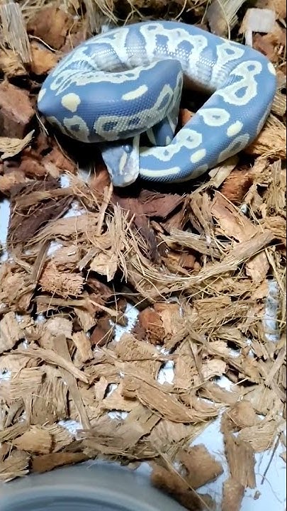 Blue Ball Python!? Blackhead DG in shed...#ballpython #snake #fyp #pets ...