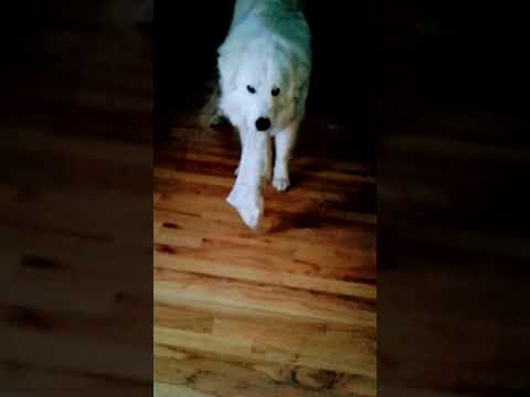 Goofy Goober. The Great Pyrenees shakes her money-maker - YouTube