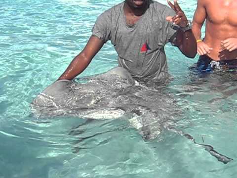 How to tell Female from Male Stingray in Caribbean - Guide Demonstrates ...