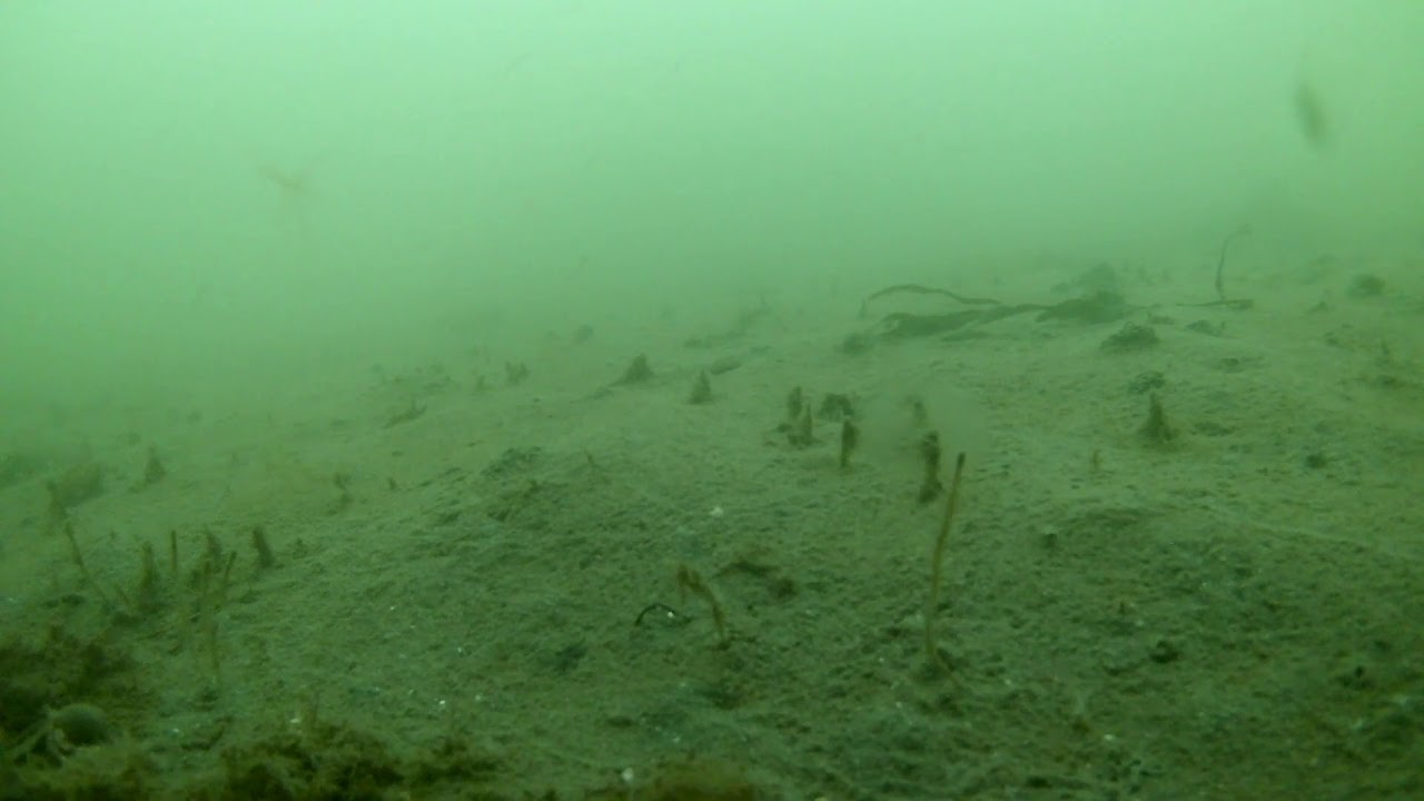 Rye Pier 3 1 2020 4 - YouTube