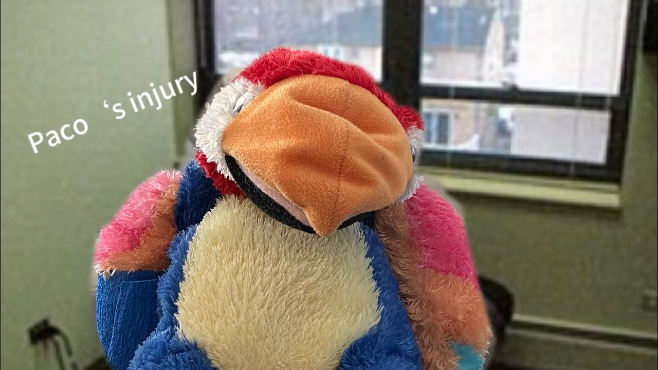 Paco and friends: Pacos injury - YouTube