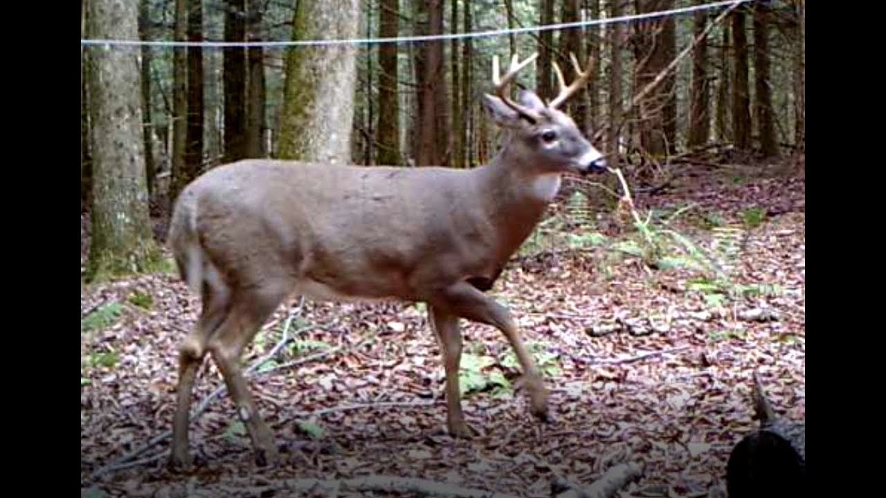 La quête du gros buck / the quest for the big buck Ep. 6 - YouTube