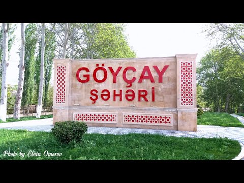 Göyçayın əzəmət və vüqar rəmzi - çinar