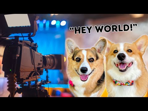 Hammy Gets in REAL Trouble 😲 Best of March