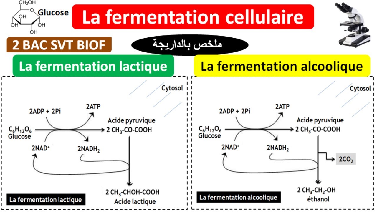 La fermentation cellulaire 2 BAC SVT BIOF (شرح بالداريجة) - YouTube