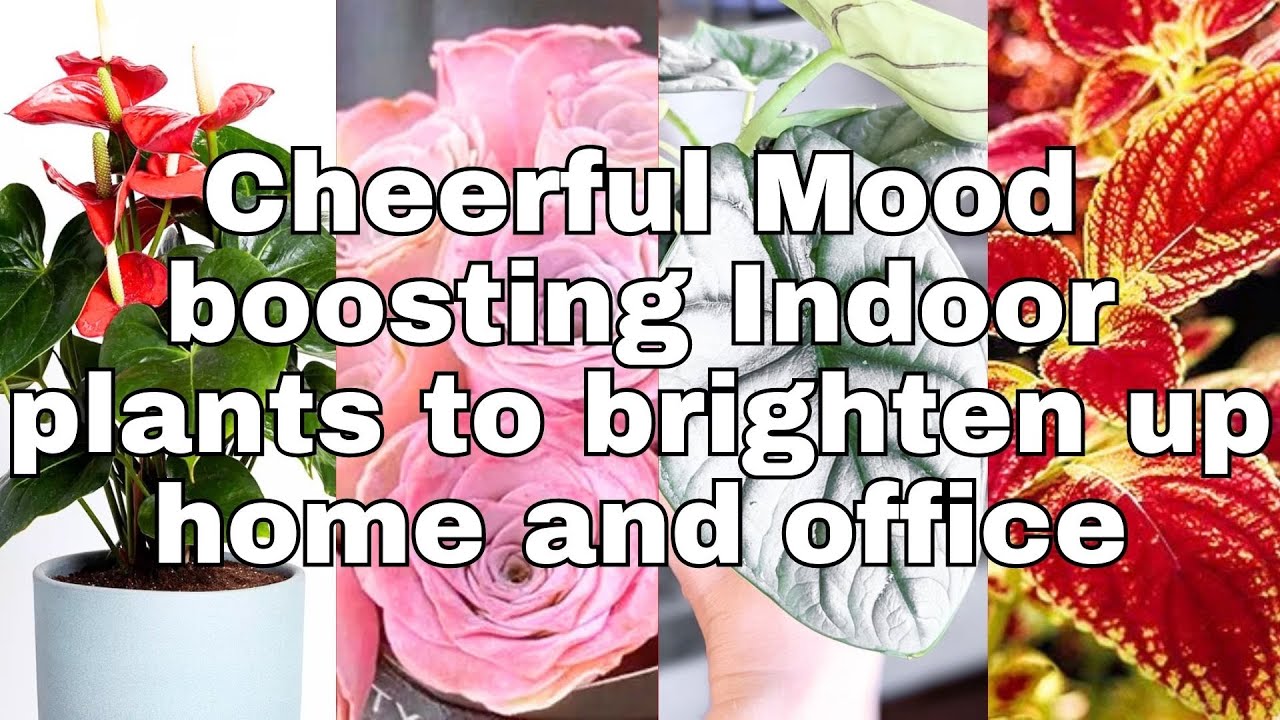 Cheerful Mood boosting Indoor plants to brighten up home and office ...