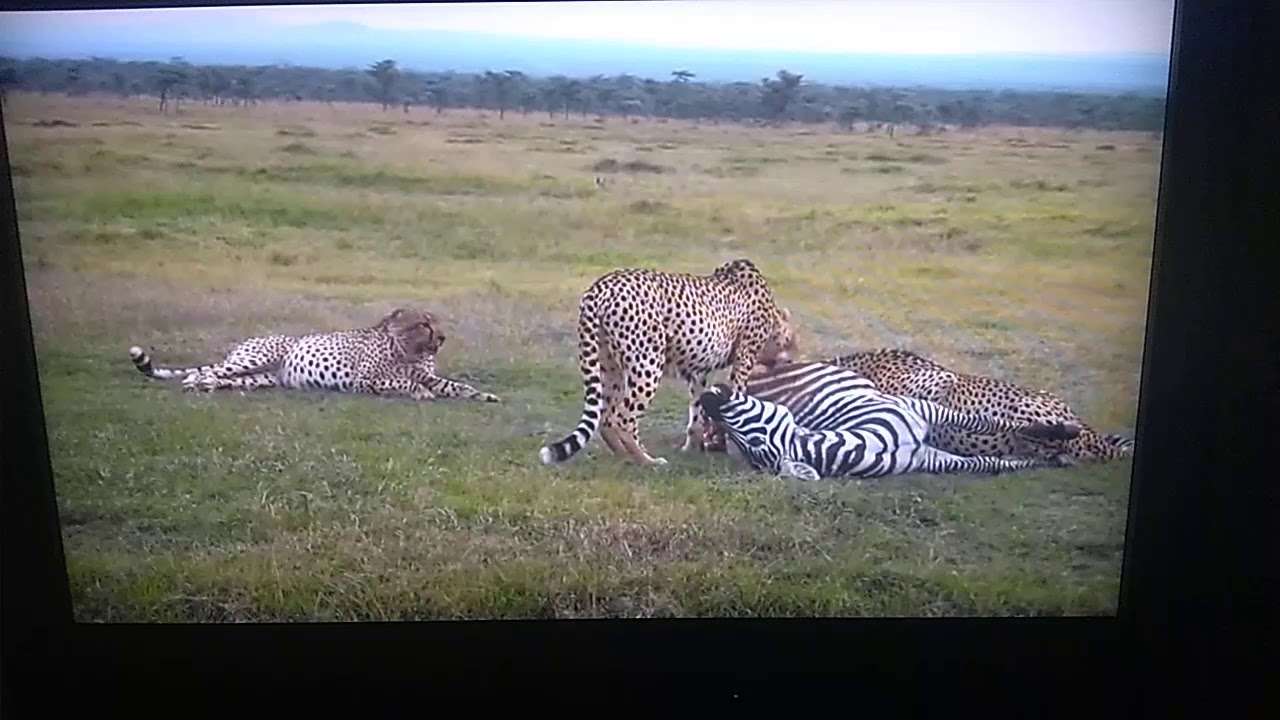Cheetah's eating a zebra - YouTube
