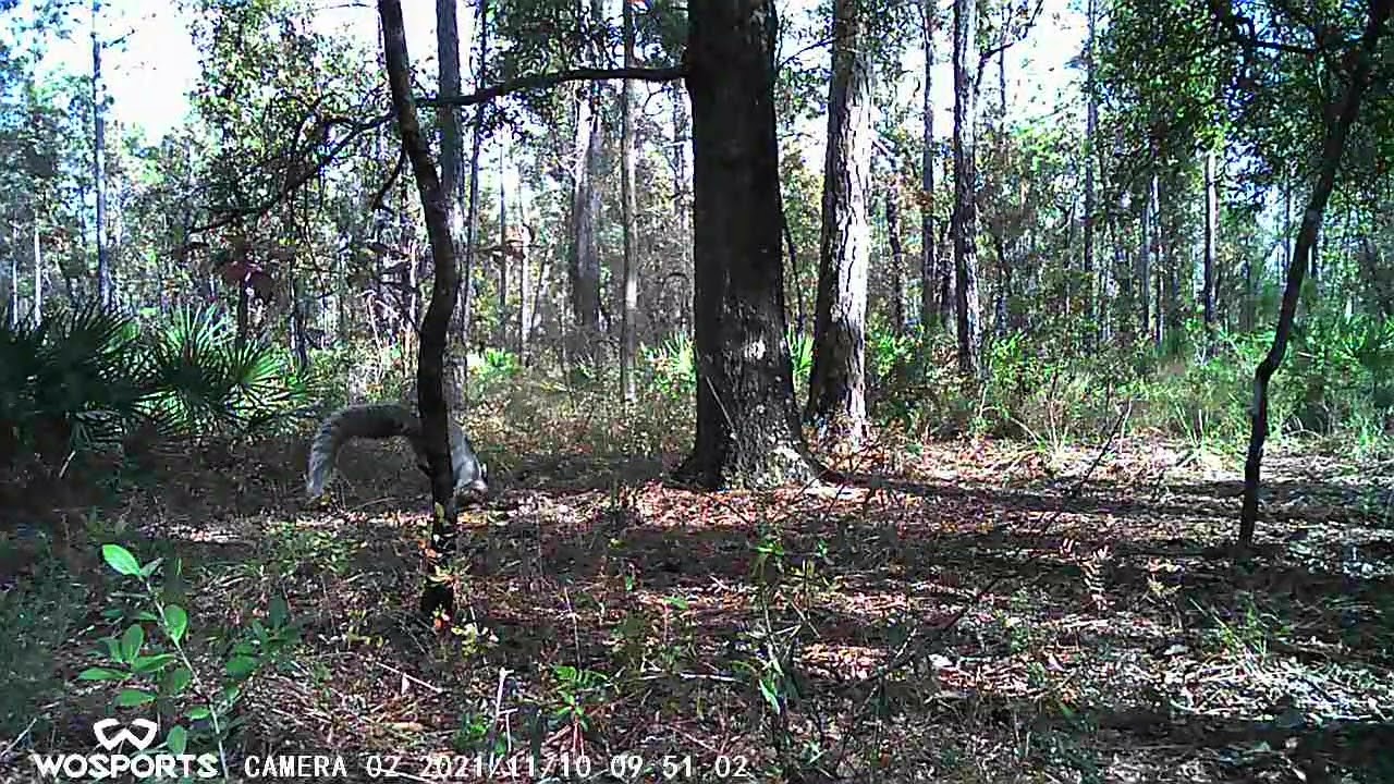 Apalachicola WMA Wildlife - YouTube