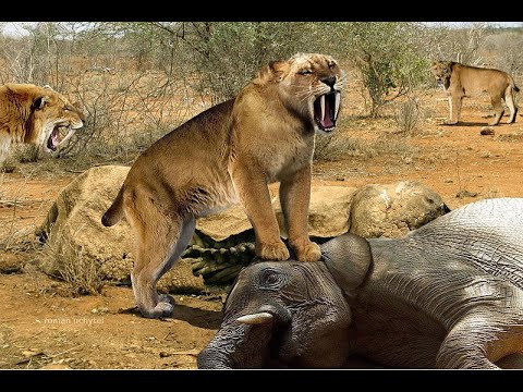 Animales desconocidos por la ciencia, criptozoologia (FELINOS) (ÁFRICA ...