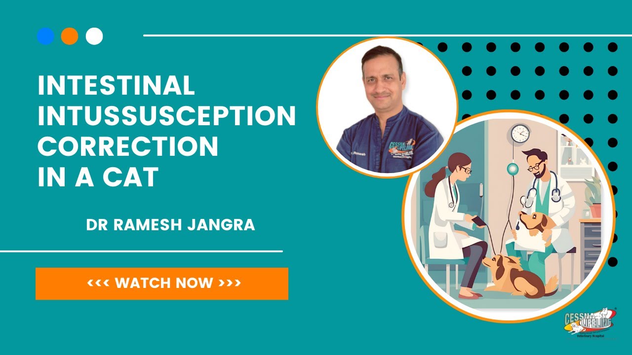 Intussusception Correction In A Cat With Dr Ramesh | Cessna Lifeline ...