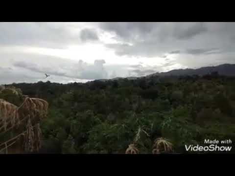 Macaw Free Flight 3 - YouTube