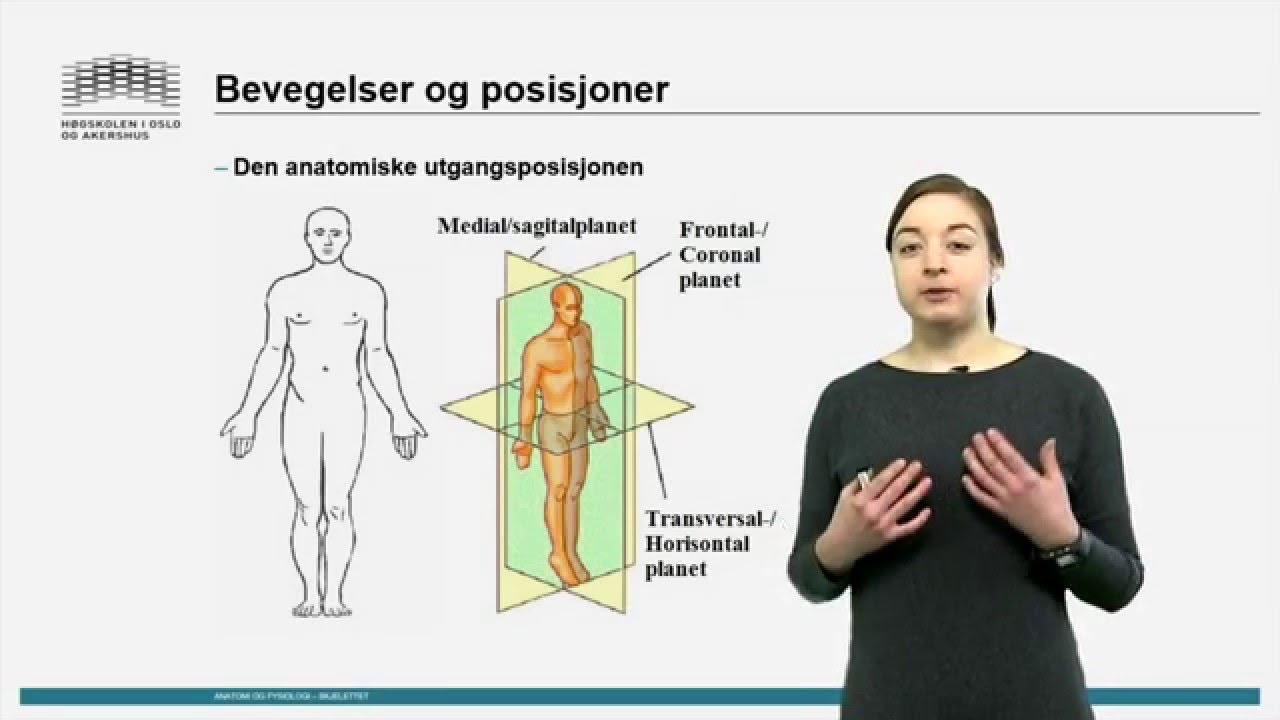 Skjelett: Bevegelse og posisjoner - YouTube