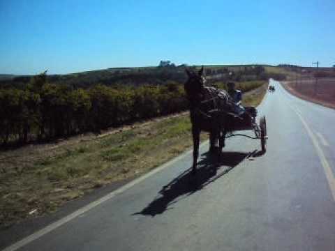 Cavalo mestiço american trotter de gabriel albieiro... - YouTube