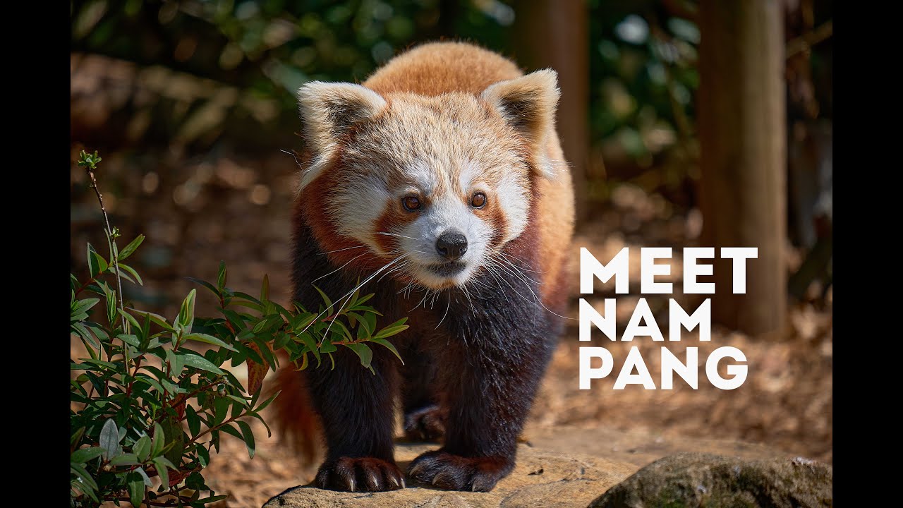 Meet Nam Pang, A Red Panda | Meet The Animals - YouTube