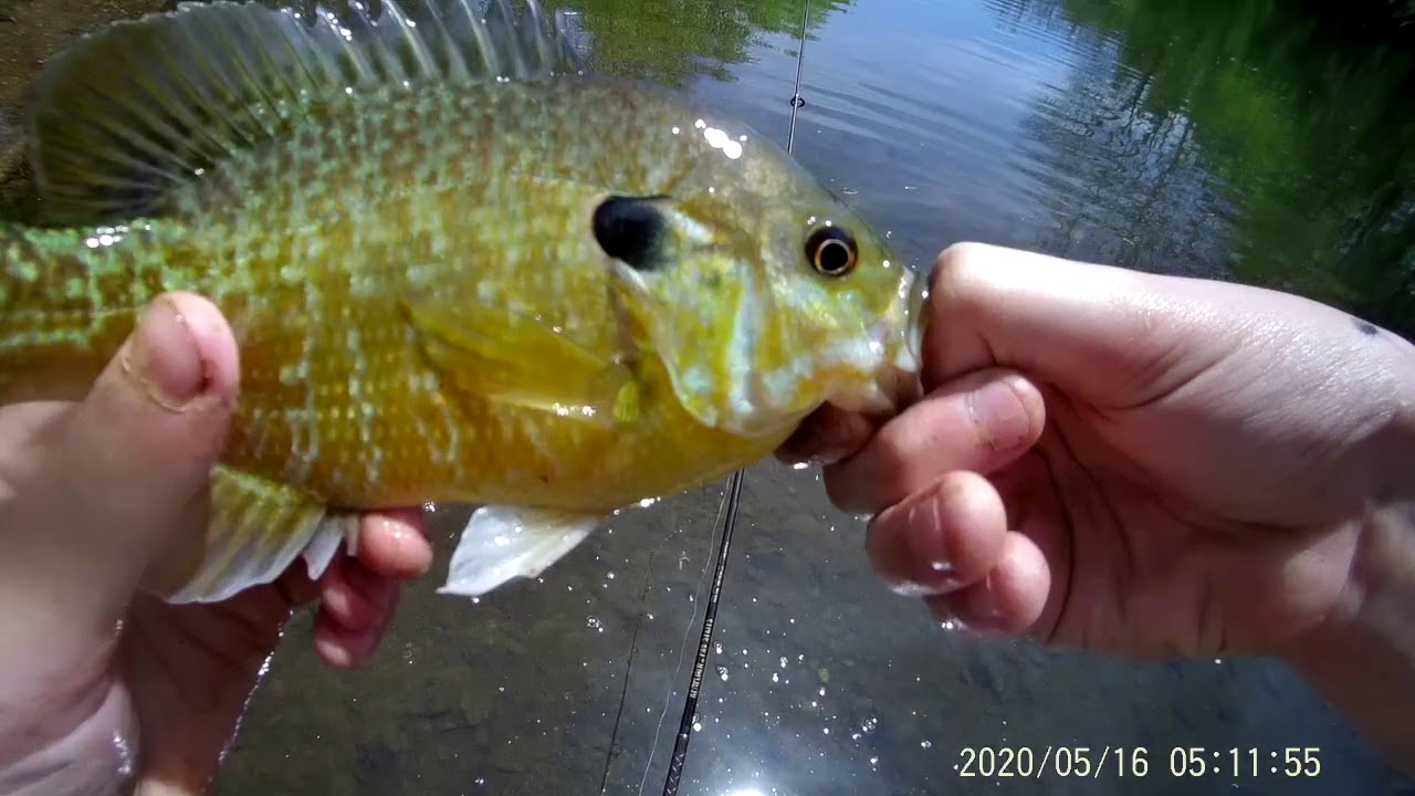 Spring River Fishing! (Multi-Species) - YouTube