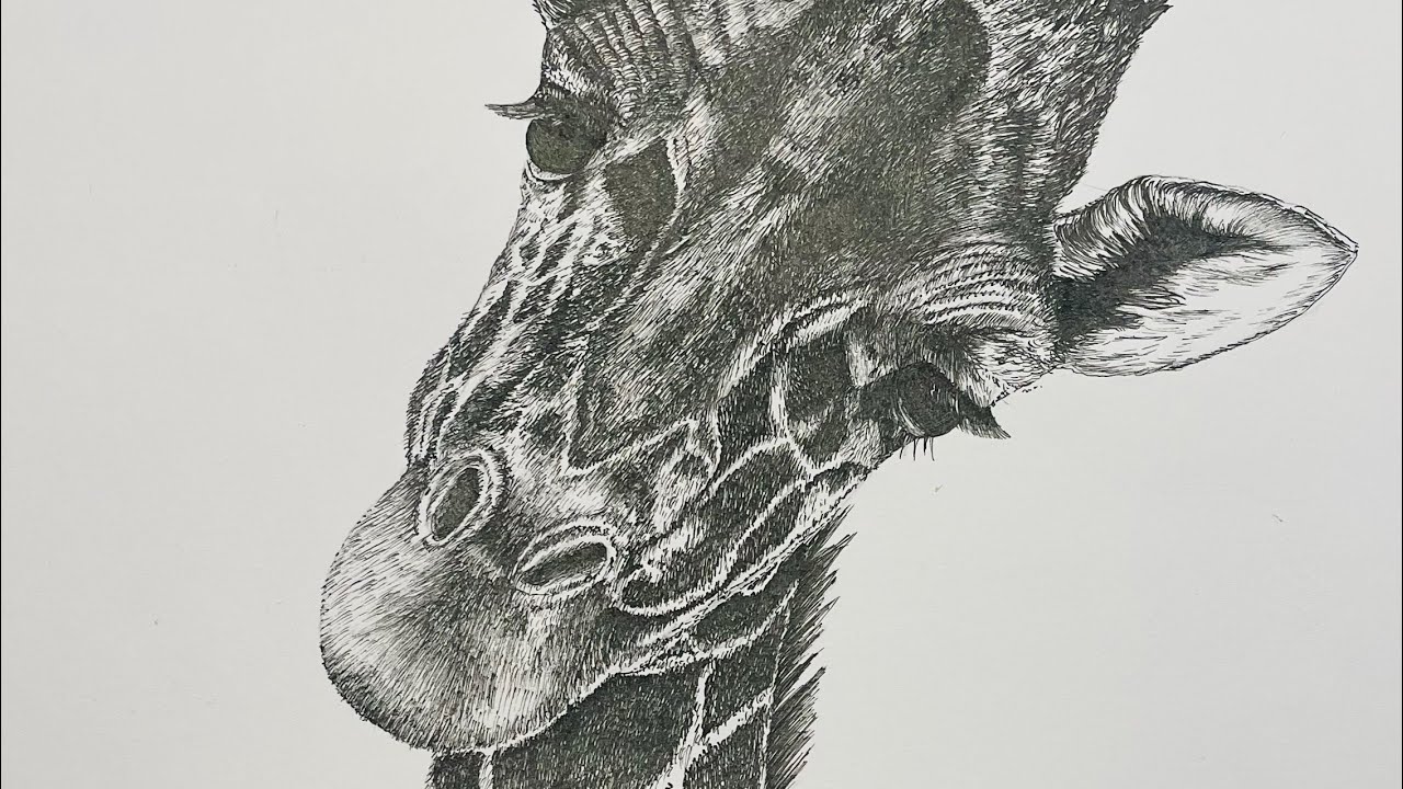 Pen and ink giraffe. - YouTube